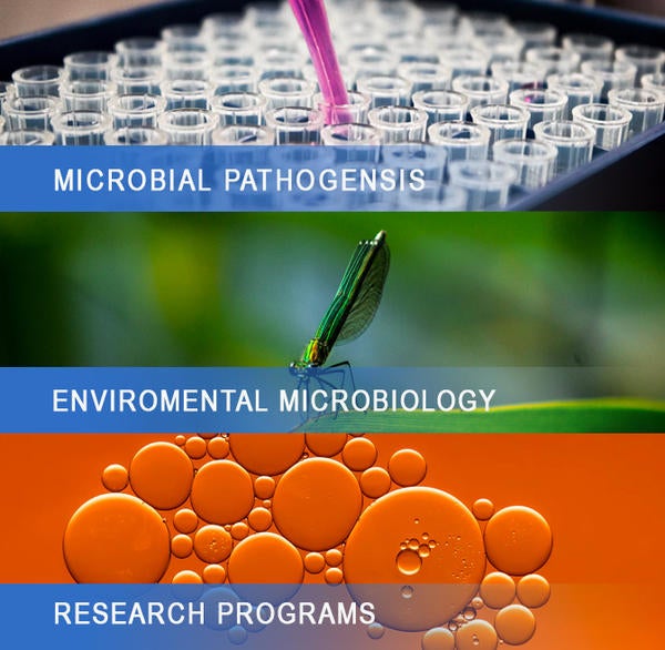 Microbiology- Collage Pic | Microbiology Graduate Program
